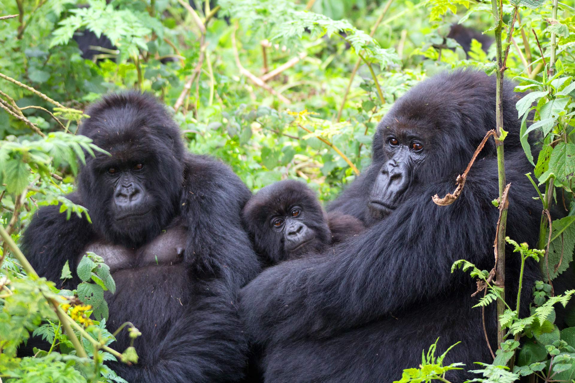 Uganda Vs Rwanda Gorilla Trekking- Which Is Better?